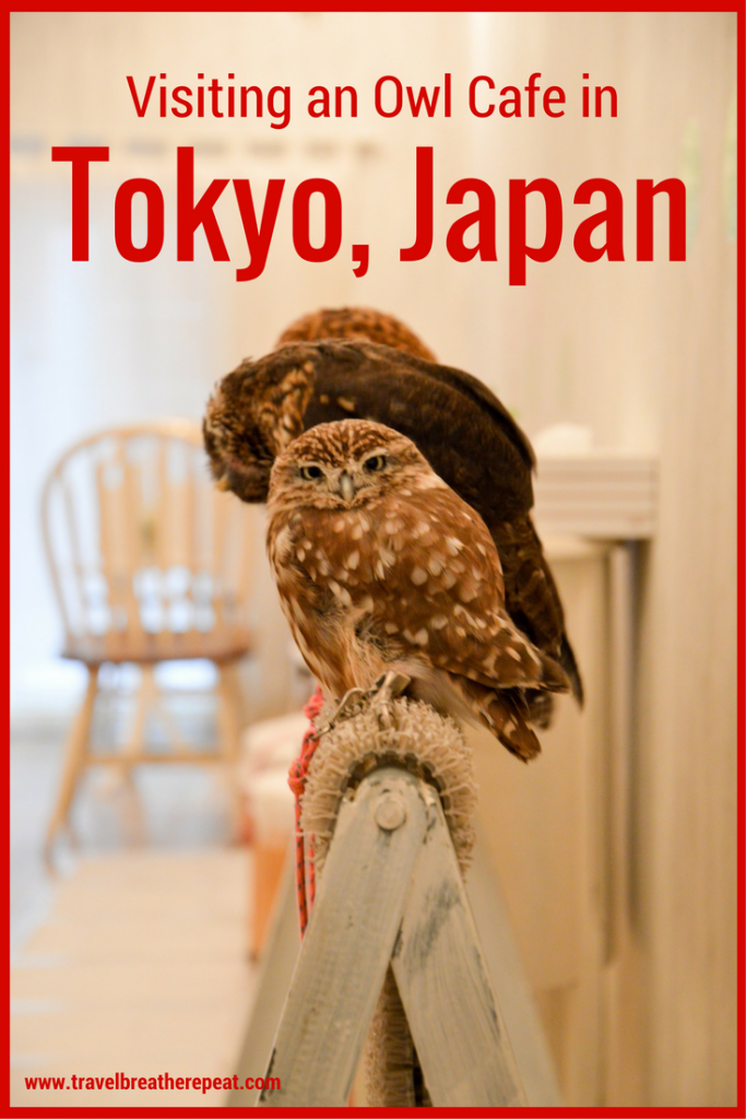Owls in Tokyo | Travel Breathe Repeat