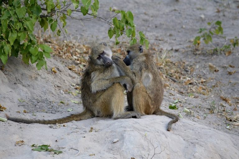 Every single animal we saw on our African wildlife safari | Travel ...