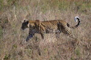 Every single animal we saw on our African wildlife safari | Travel ...
