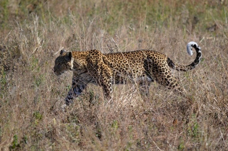 Every single animal we saw on our African wildlife safari | Travel ...